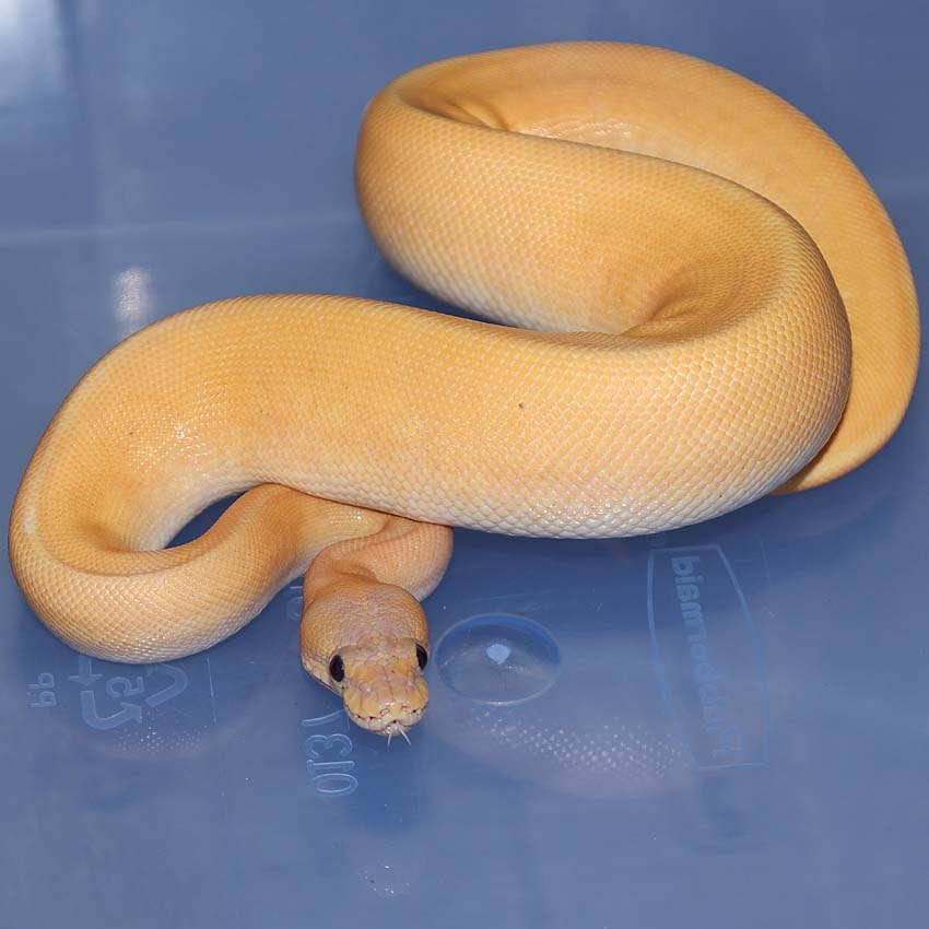 Banana SUMA Genetic Stripe Het Red Axanthic Ball Python by Corey Woods ...