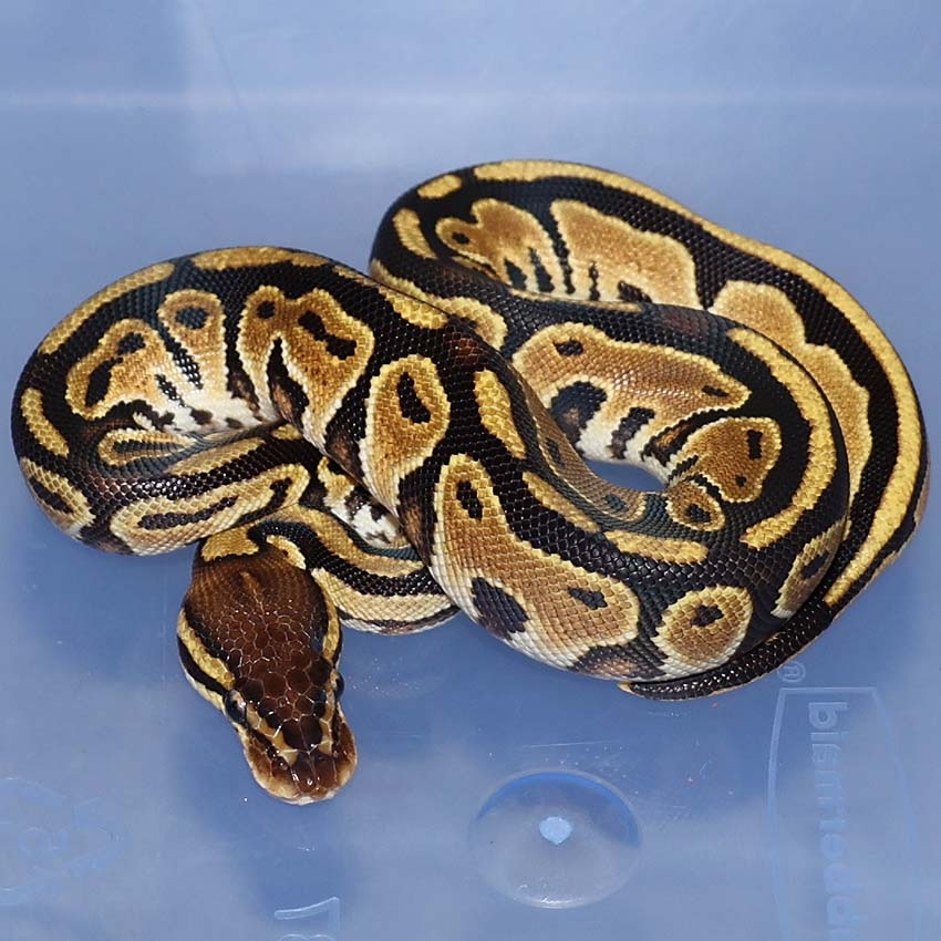Bongo DH Dreamsicle Ball Python by Corey Woods Reptile - MorphMarket