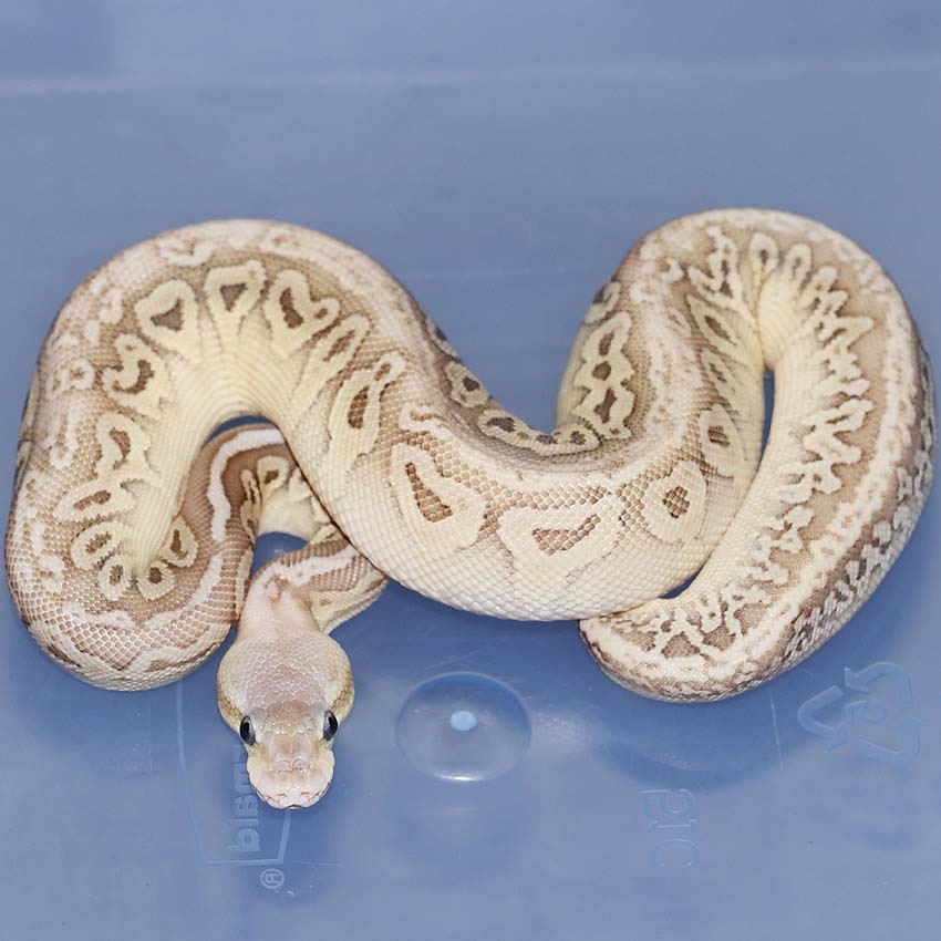 Pastel Lesser Red Axanthic Green Ghost Possible Het Puzzle Ball Python ...