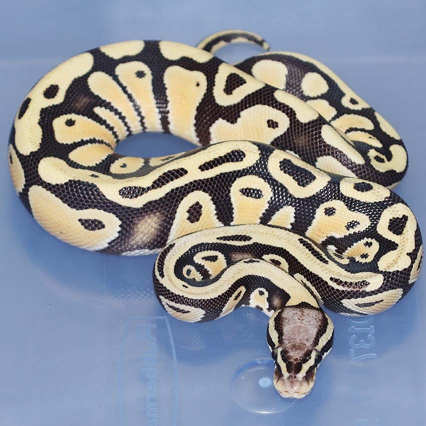 Pastel Desert Ghost Possible Het D-Stripe Ball Python by Corey Woods ...