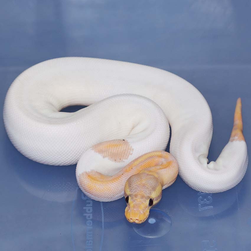 Banana Mahogany Pied Het Red Axanthic Ball Python by Corey Woods ...