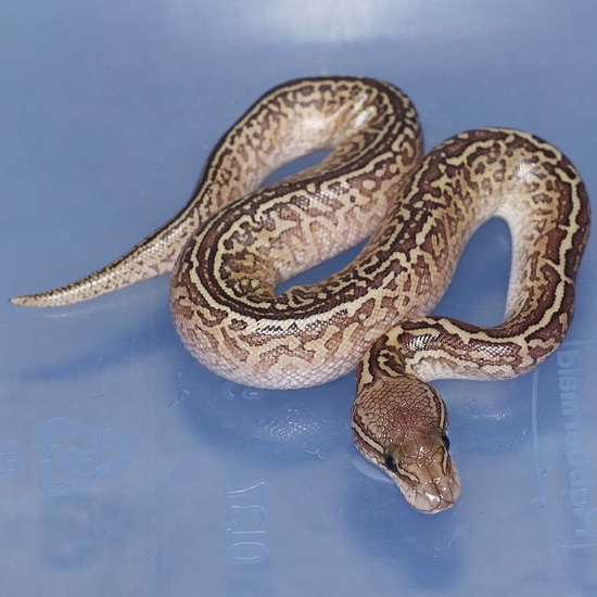 Lesser Monsoon 66% Possible Het Toffee Ball Python by Corey Woods Reptile