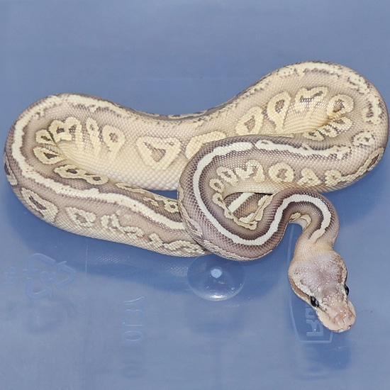 Pastel Lesser Orange Ghost Mahogany Het Red Axanthic Ball Python by Corey Woods Reptile