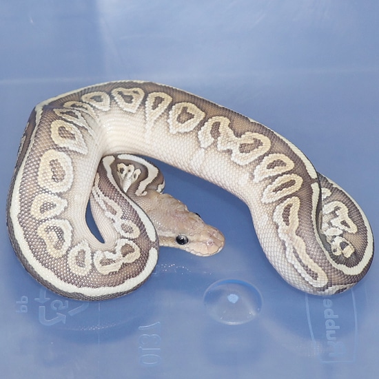 Lesser Orange Ghost Mahogany Het Red Axanthic Ball Python by Corey ...