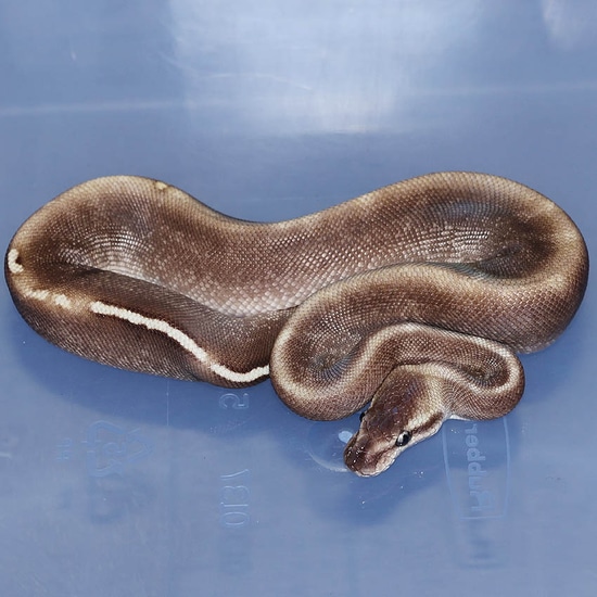 Lesser Super Chocolate GHI Ball Python by Corey Woods Reptile