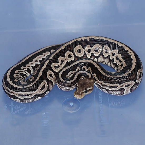 Red Axanthic Mahogany Het Orange Ghost Ball Python by Corey Woods Reptile