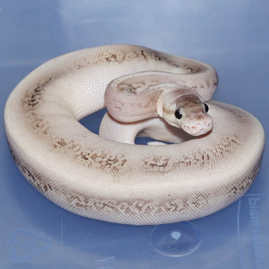 Pastel Lesser Onyx Het Green Ghost Ball Python by Corey Woods Reptile
