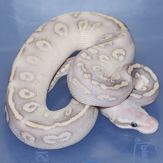 Pastel Orange Ghost Super Phantom Ball Python by Corey Woods Reptile
