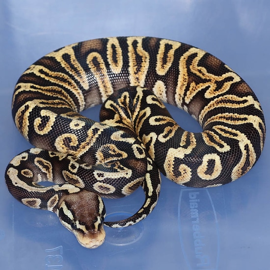 Pastel GHI Het Orange Ghost Possible Het Monsoon Ball Python by Corey ...