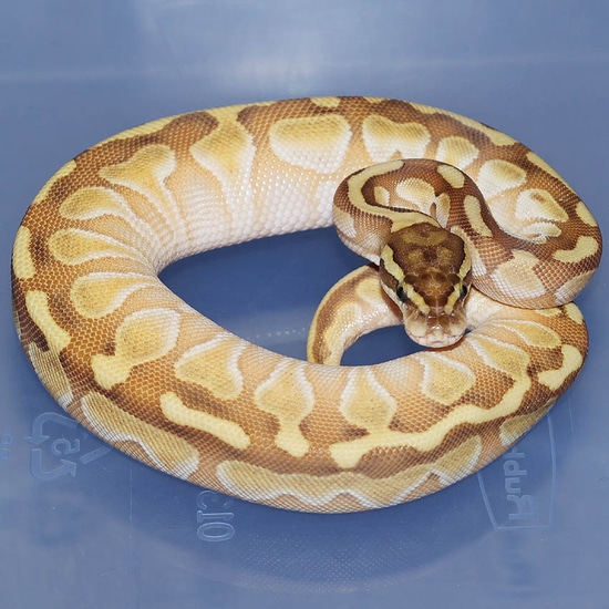 Lesser Enchi Possible Triple Het Orange Ghost Monsoon Pied Ball Python ...