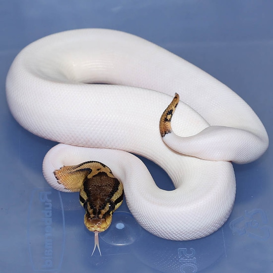 Pastel Pied Het Red Axanthic Het Orange Ghost Ball Python by Corey ...