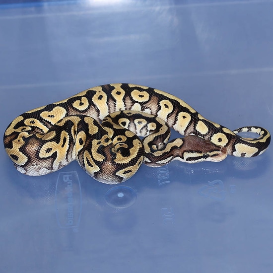 Pastel Phantom Het Puzzle Ball Python by Corey Woods Reptile