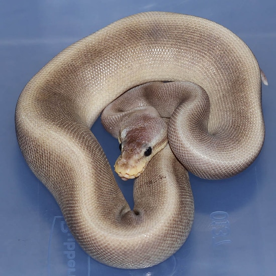 Pastel Red Axanthic Genetic Stripe Cypress Ball Python by Corey Woods ...