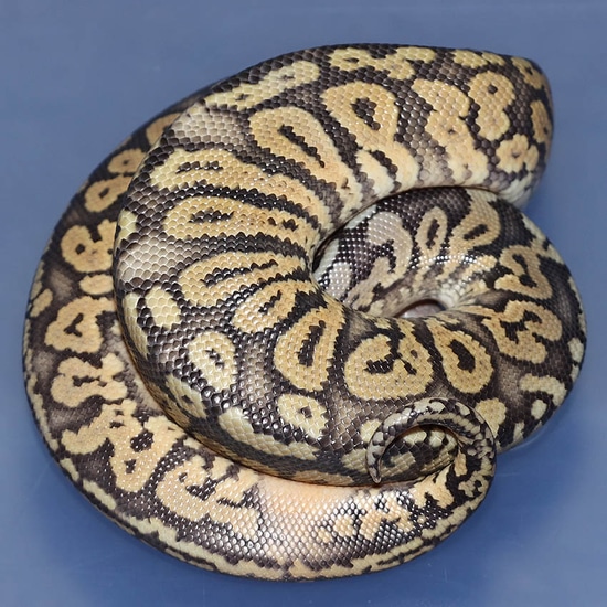 Pastel Orange Ghost Mahogany Het Red Axanthic Possible Het Pied (Ringer ...