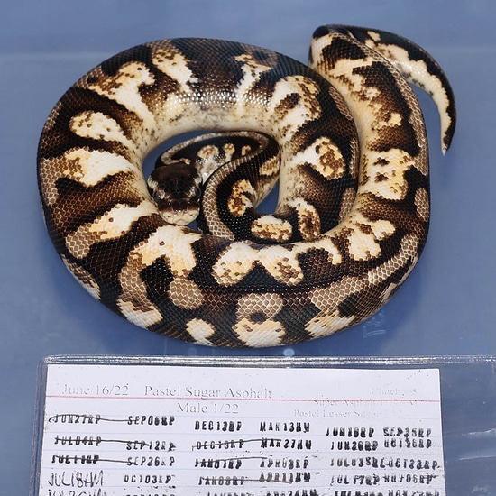 Pastel Sugar Asphalt Ball Python by Corey Woods Reptile