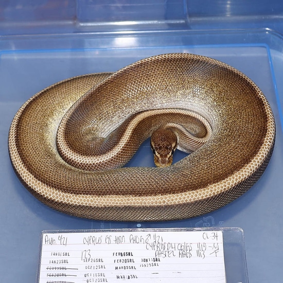 Cypress Genetic Stripe Het Red Axanthic Possible Het Orange Ghost Ball ...