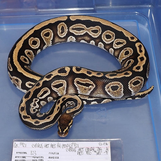 Cypress Het Pied Possible Het Candy Ball Python by Corey Woods Reptile