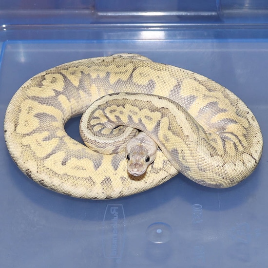 Super Pastel Red Axanthic Orange Ghost GHI Het Puzzle Ball Python by ...