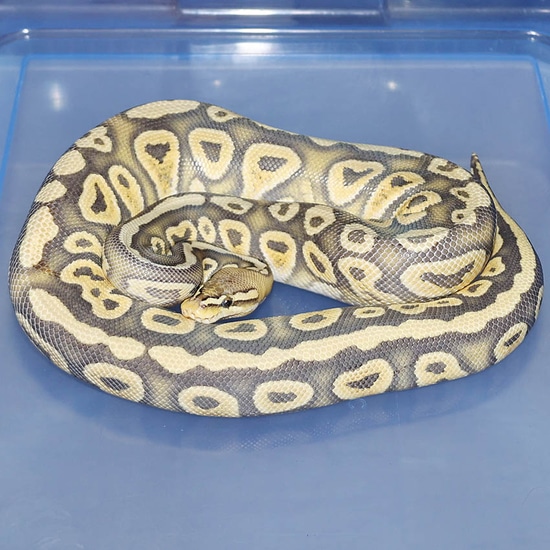 Pastel Orange Ghost Cypress Possible Het Genetic Stripe Ball Python by ...