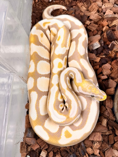 Pastel Toffee (Adult Female) Ball Python by Corey Woods Reptile