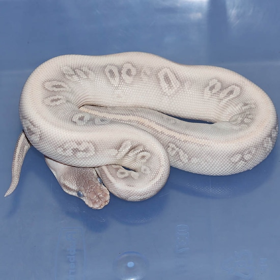 Super Phantom Red Axanthic Possible Het Maple Ball Python by Corey ...