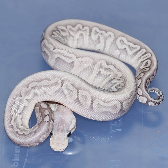 Pastel Orange Ghost Red Axanthic Het Puzzle Possible Het Genetic Stripe ...