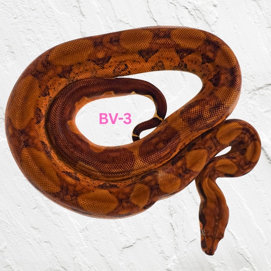 Hypo Blood Pos Super Hypo Boa Constrictor by Corie's Constrictors
