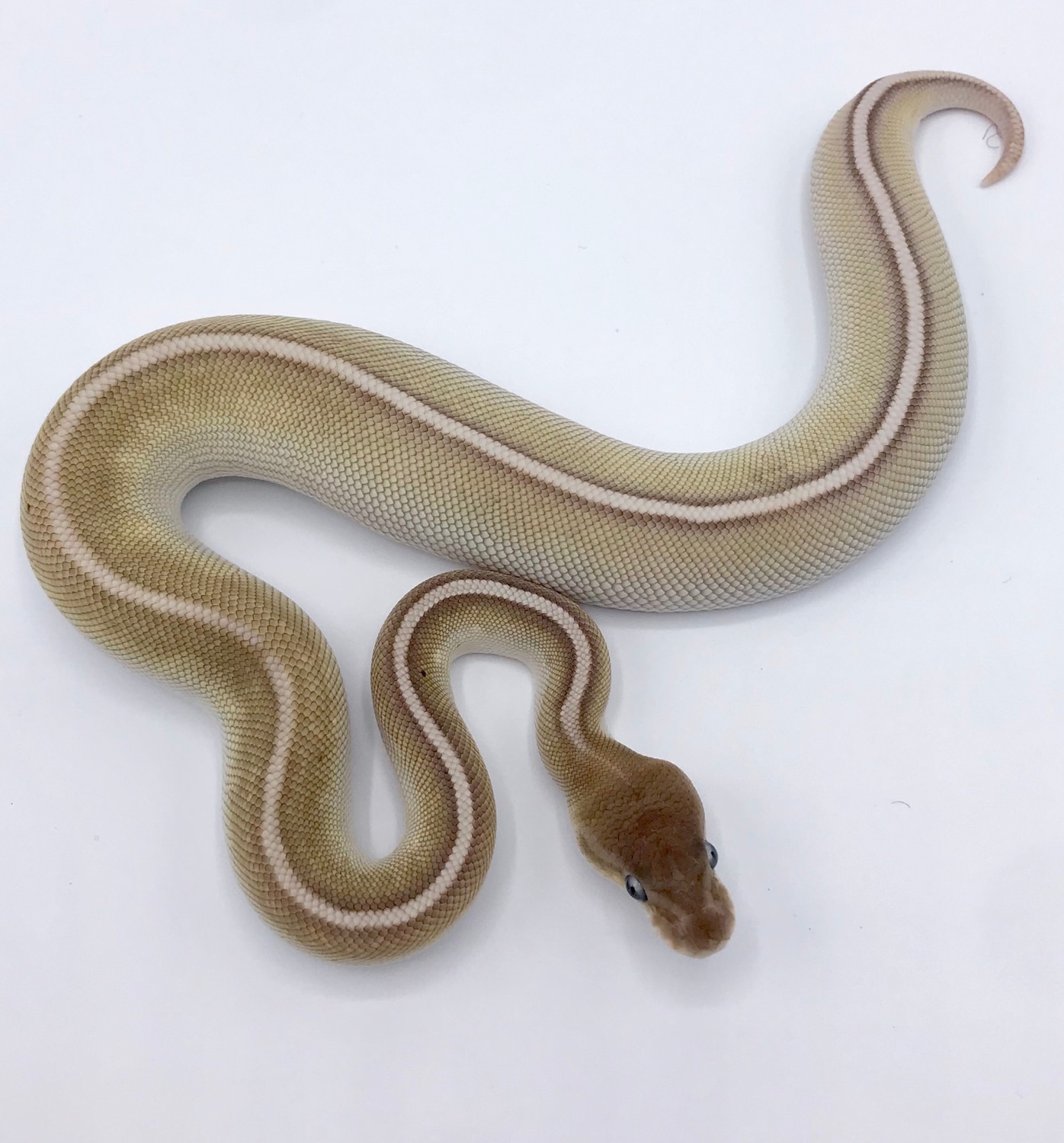 Cinnamon Soul Sucker Ball Python by CornBalls - MorphMarket
