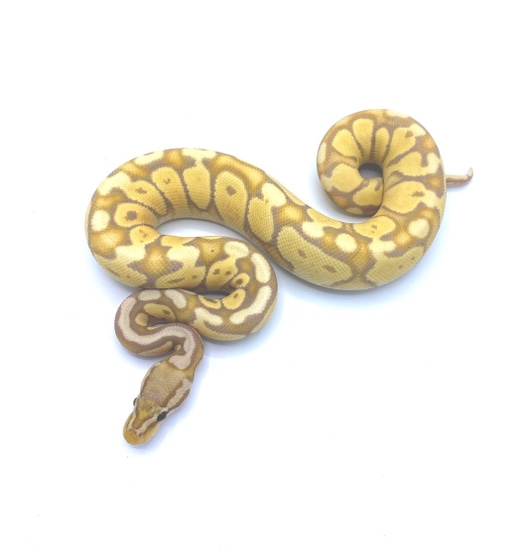 Banana Fire Het. Puzzle Ball Python by CornBalls