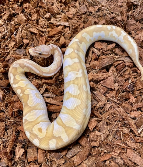 Banana Lesser Sugar Ball Python by CornBalls