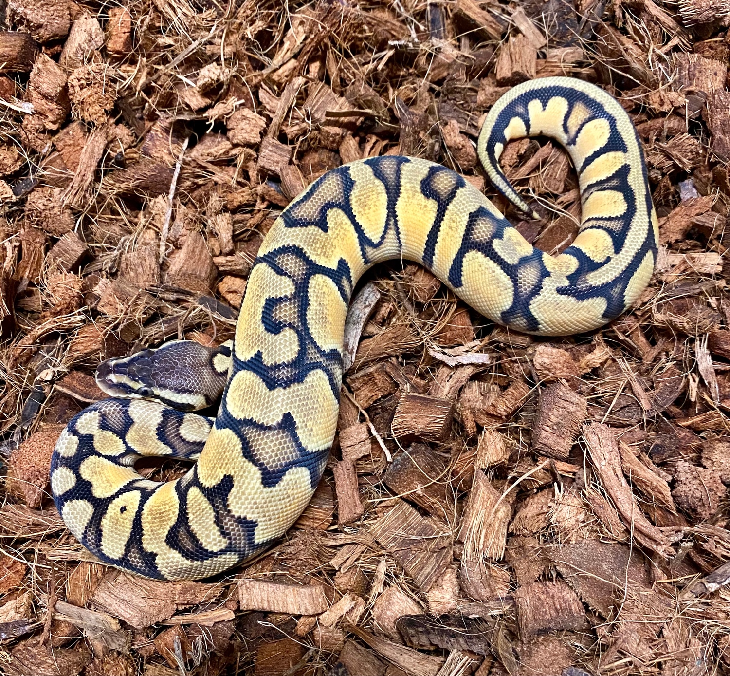 Pastel Orange Dream Ball Python by CornBalls - MorphMarket
