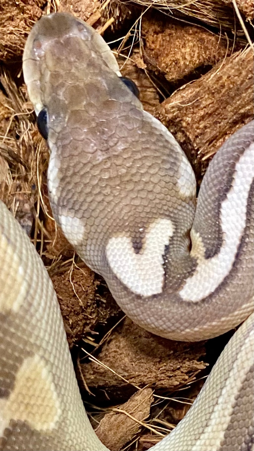 Lithium Ball Python by CornBalls - MorphMarket