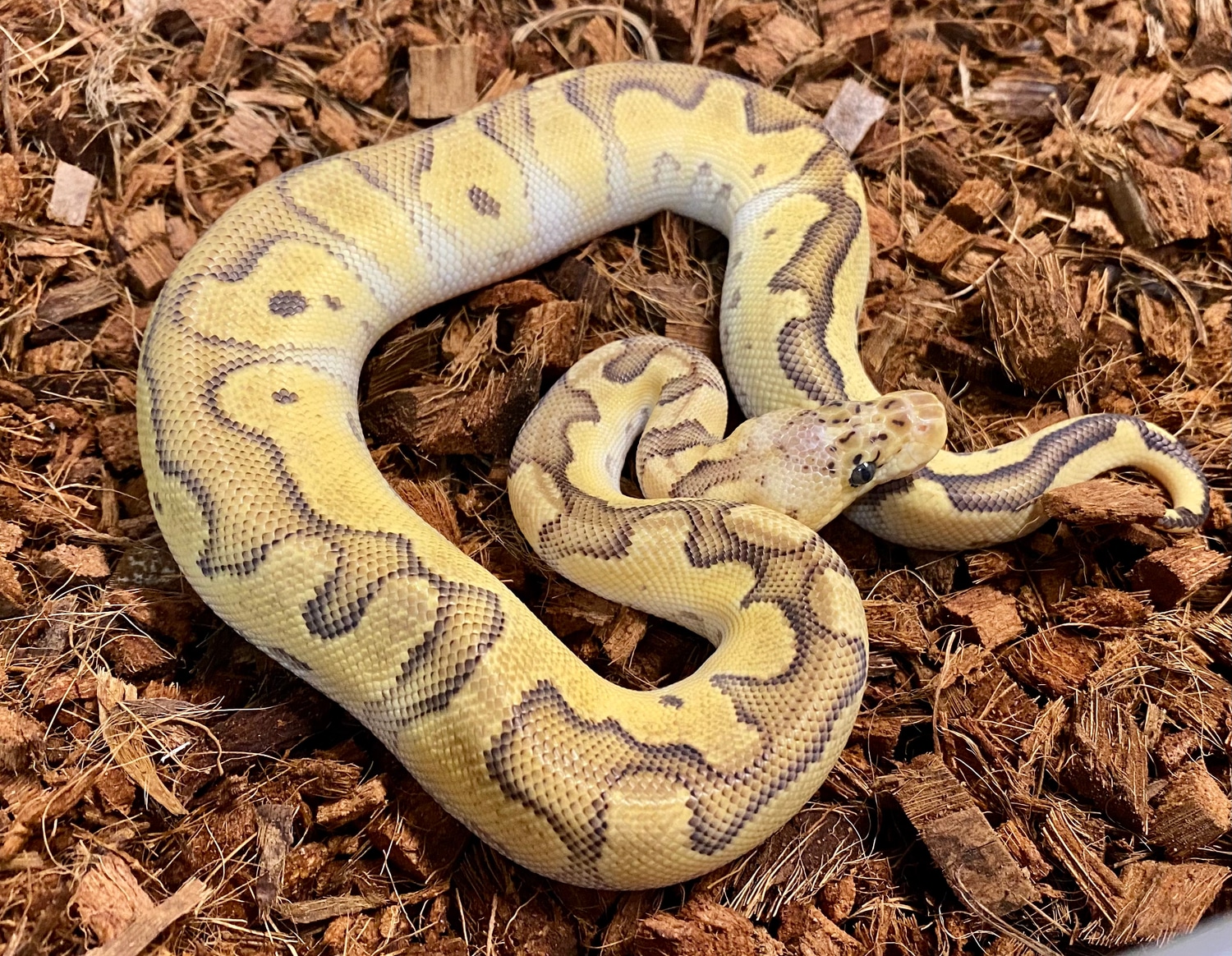 Clown Blade Pastel Pos Mojave Ball Python by CornBalls - MorphMarket