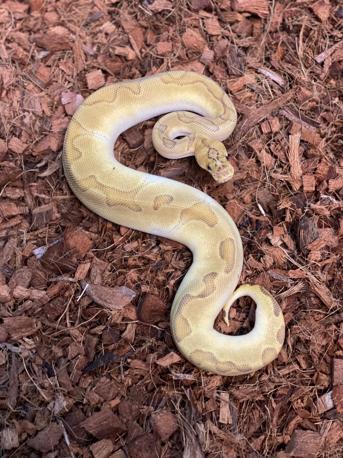 Clown Blade Enchi Pastel Ball Python by CornBalls - MorphMarket