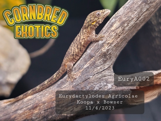 🌽Baby Eurydactylodes Agricolae! EA002🌽 Chameleon Gecko by CornBred Exotics
