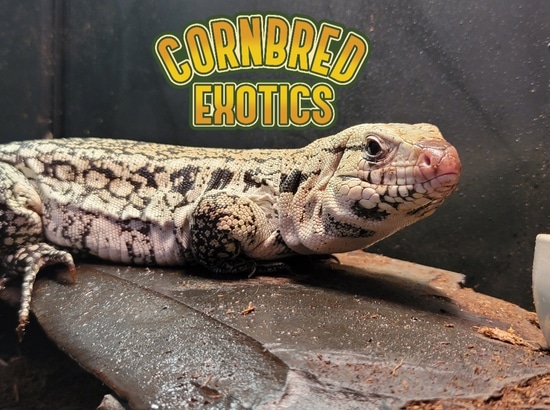 🌽 High White Blue Tegu - Free ️! 🌽 Argentine Tegus by CornBred Exotics