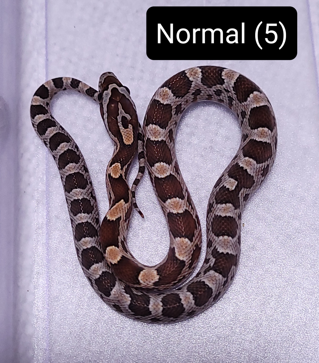 Normal Het Amel, Cinder, Sunkissed Corn Snake by Cornbred Reptiles ...