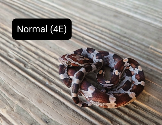 Normal Het Amel, Diffused, Hypo, Lavender Corn Snake by Cornbred ...
