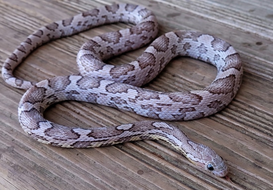 Phantom Corn Snake by Cornbred Reptiles