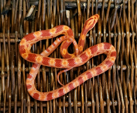 Fluorescent Amel Het Amel, Dilute, Motley Corn Snake by Cornbred Reptiles