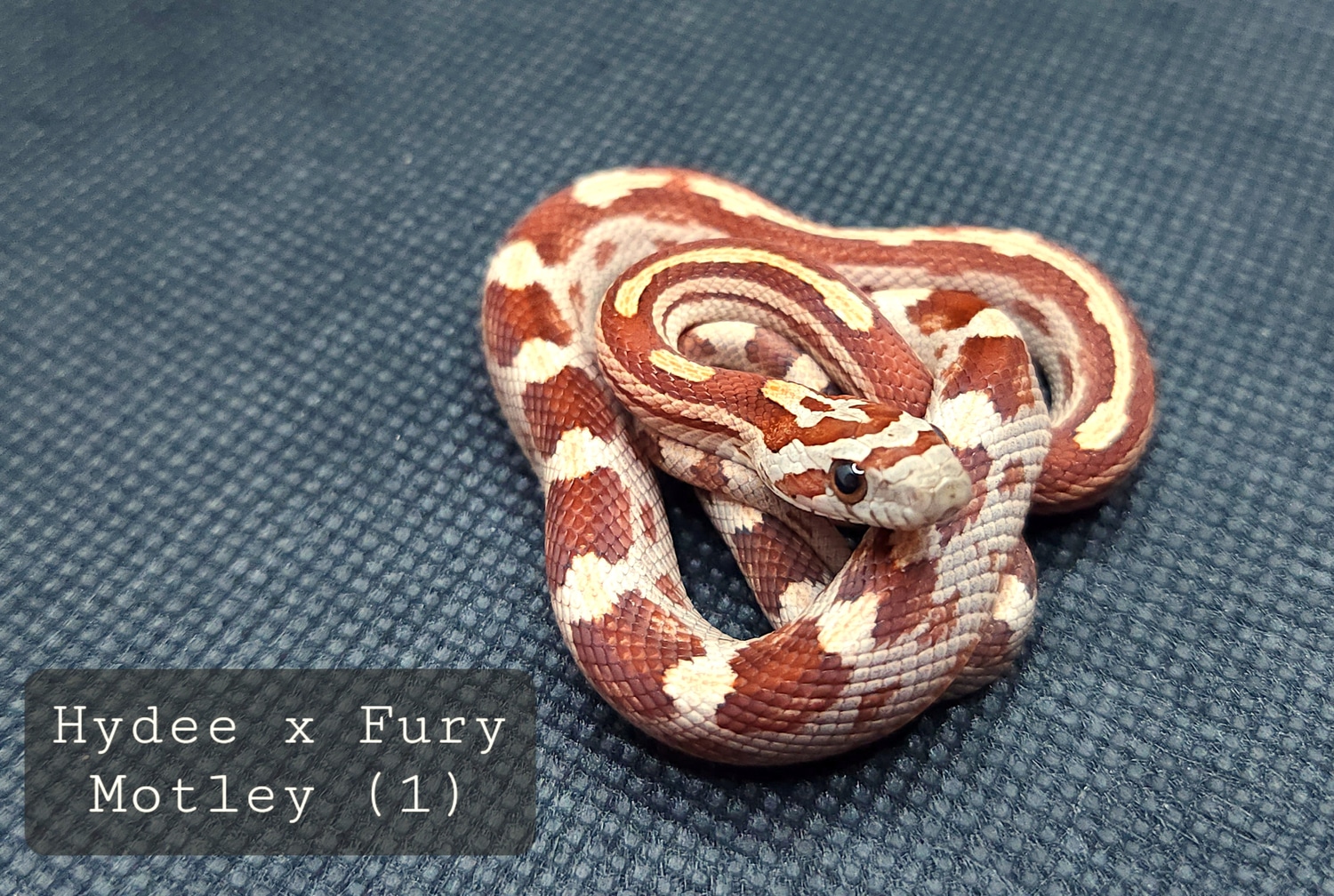 Motley Het Anery, Diffused, Dilute, Hypo Corn Snake by Cornbred ...