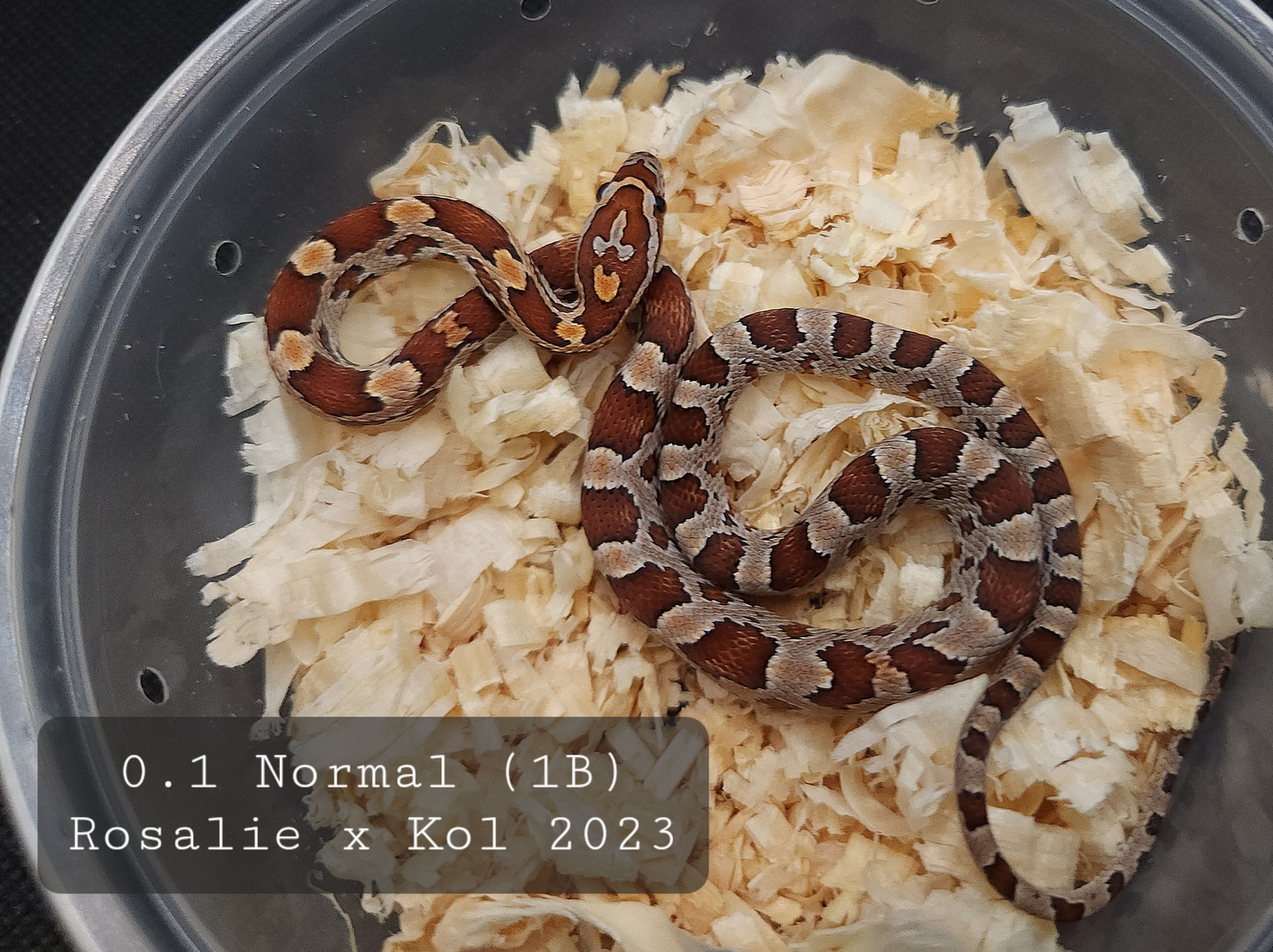 Normal Het Hypo, Lavender, Sunkissed Corn Snake by Cornbred Reptiles ...