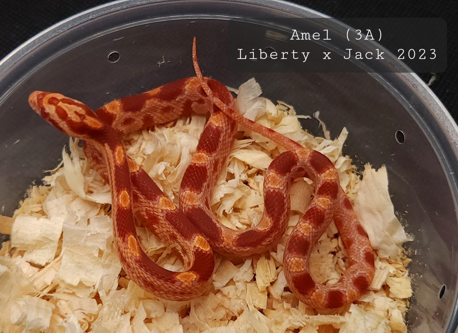 Fluorescent Amel Corn Snake by Cornbred Reptiles - MorphMarket
