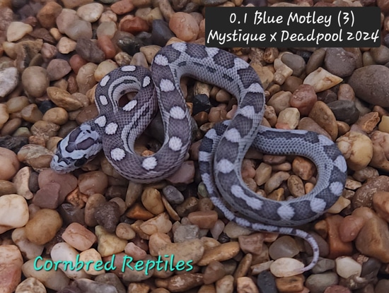 Blue Motley Corn Snake by Cornbred Reptiles