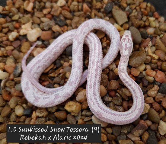 "Salvatore" Sunkissed Snow Tessera Corn Snake by Cornbred Reptiles