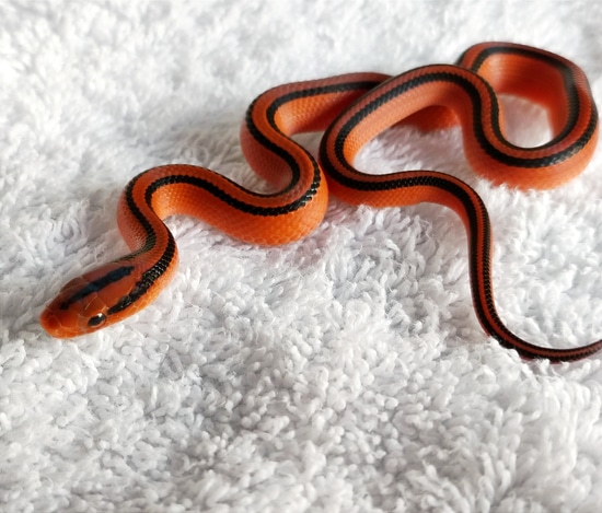 O.P.coxi Bamboo Rat Snake by Cornish Colubrids