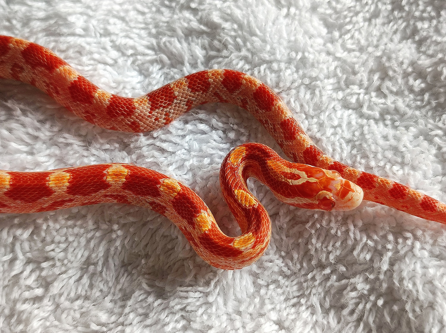 Amel Corn Snake by Cornish Colubrids - MorphMarket