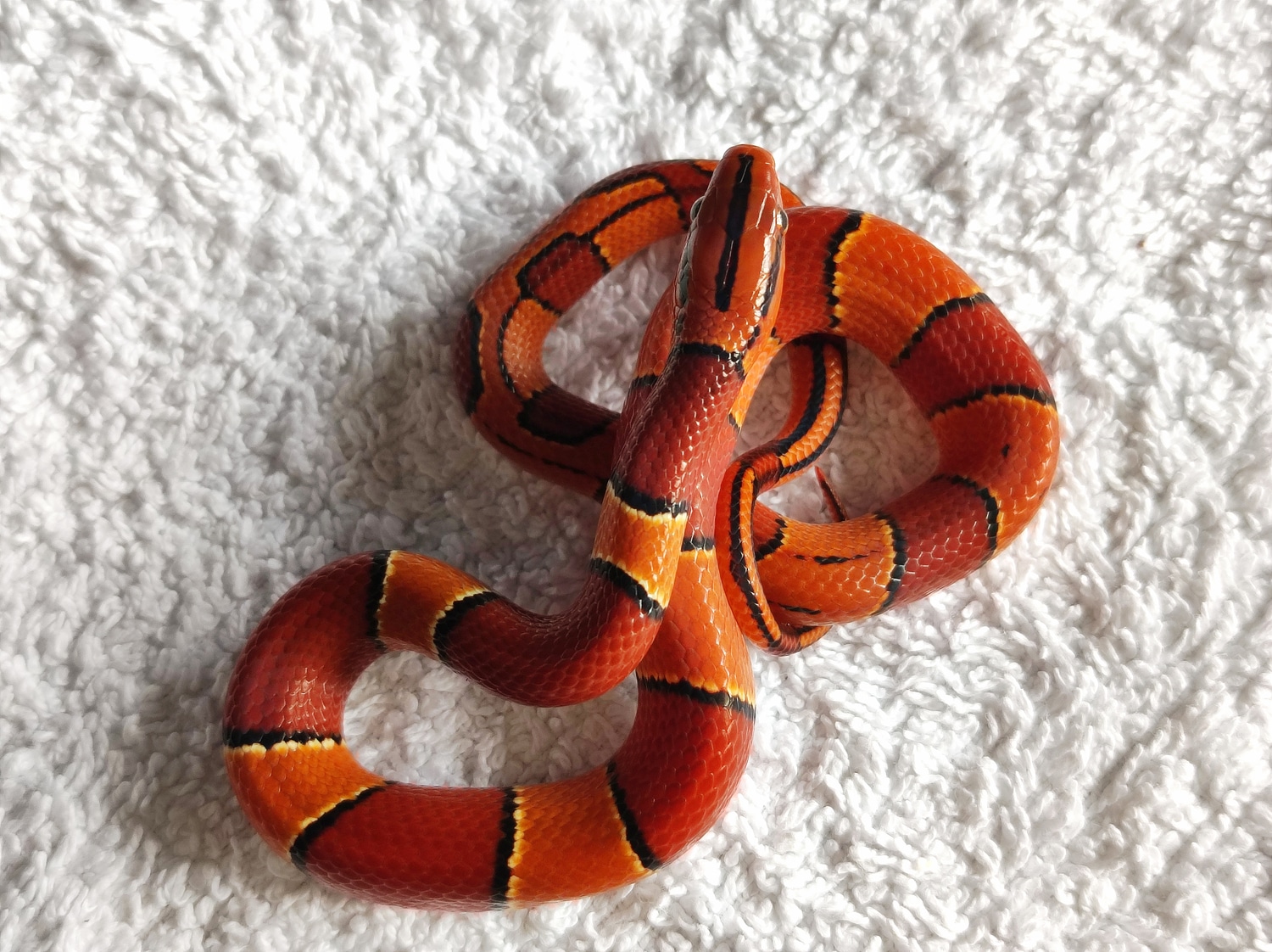 O.P.laticinctus Bamboo Rat Snake by Cornish Colubrids - MorphMarket