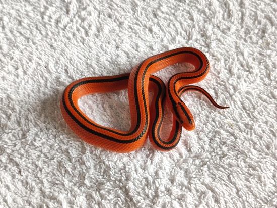 O.P.coxi Bamboo Rat Snake by Cornish Colubrids