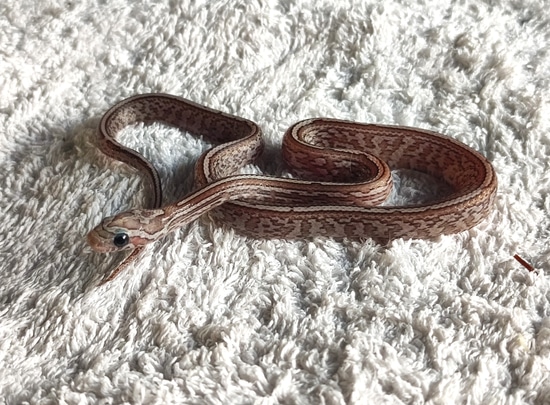 Charcoal Tessera Corn Snake by Cornish Colubrids